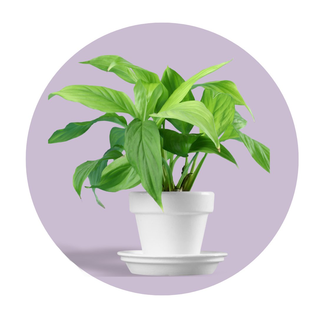 Plants | Premium Flowers in Bahrain | Jude Flowers