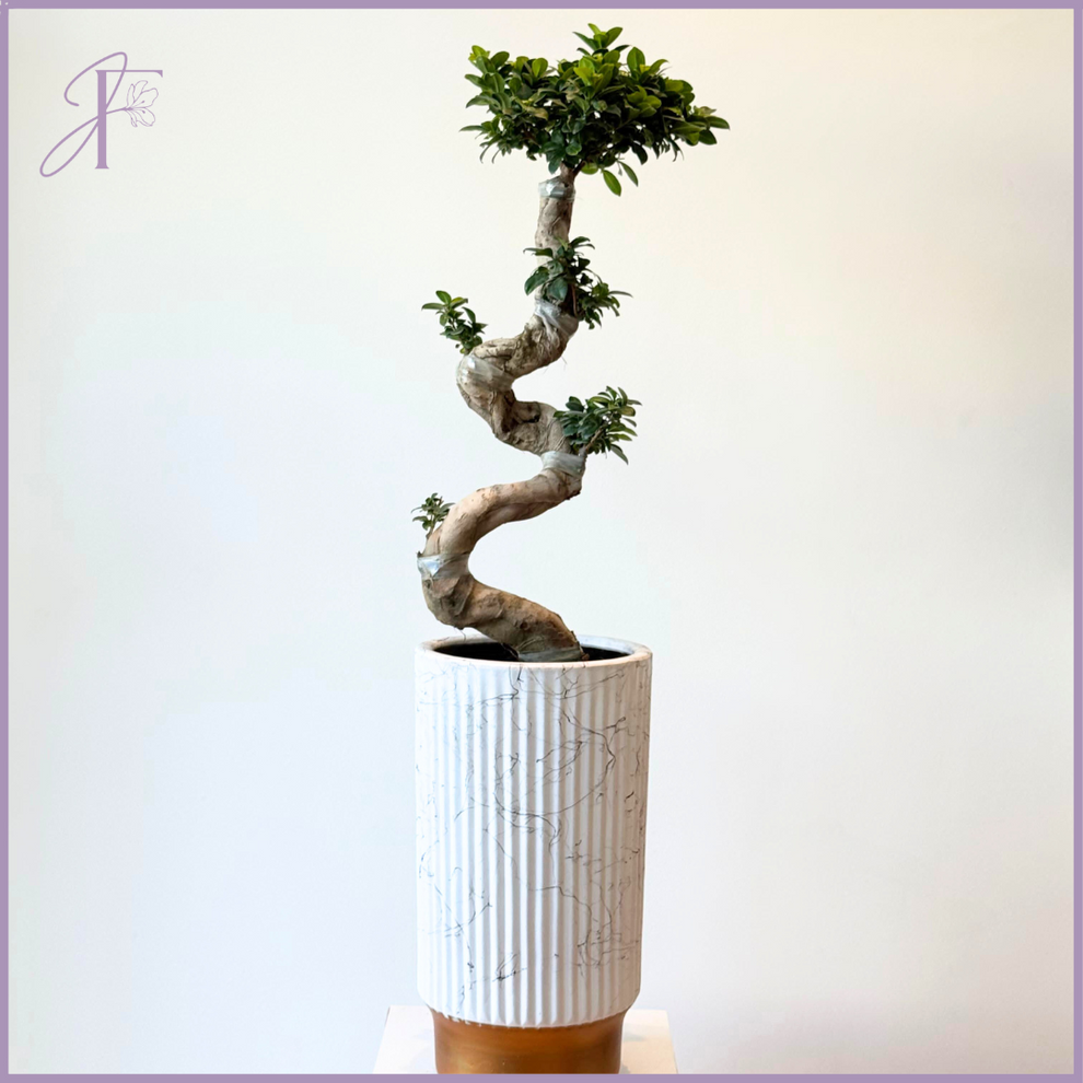 Serpentine Ficus Bonsai Tree (40cm) - Living Art | Luxury Flower ...