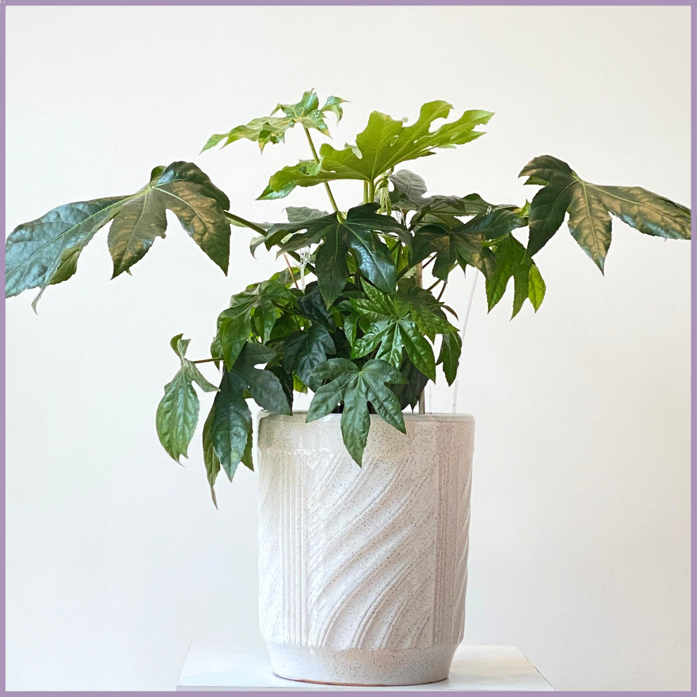 The Wavy Aralia Plant (Fatsia Japonica) - in a Wavy-Textured Ceramic P ...